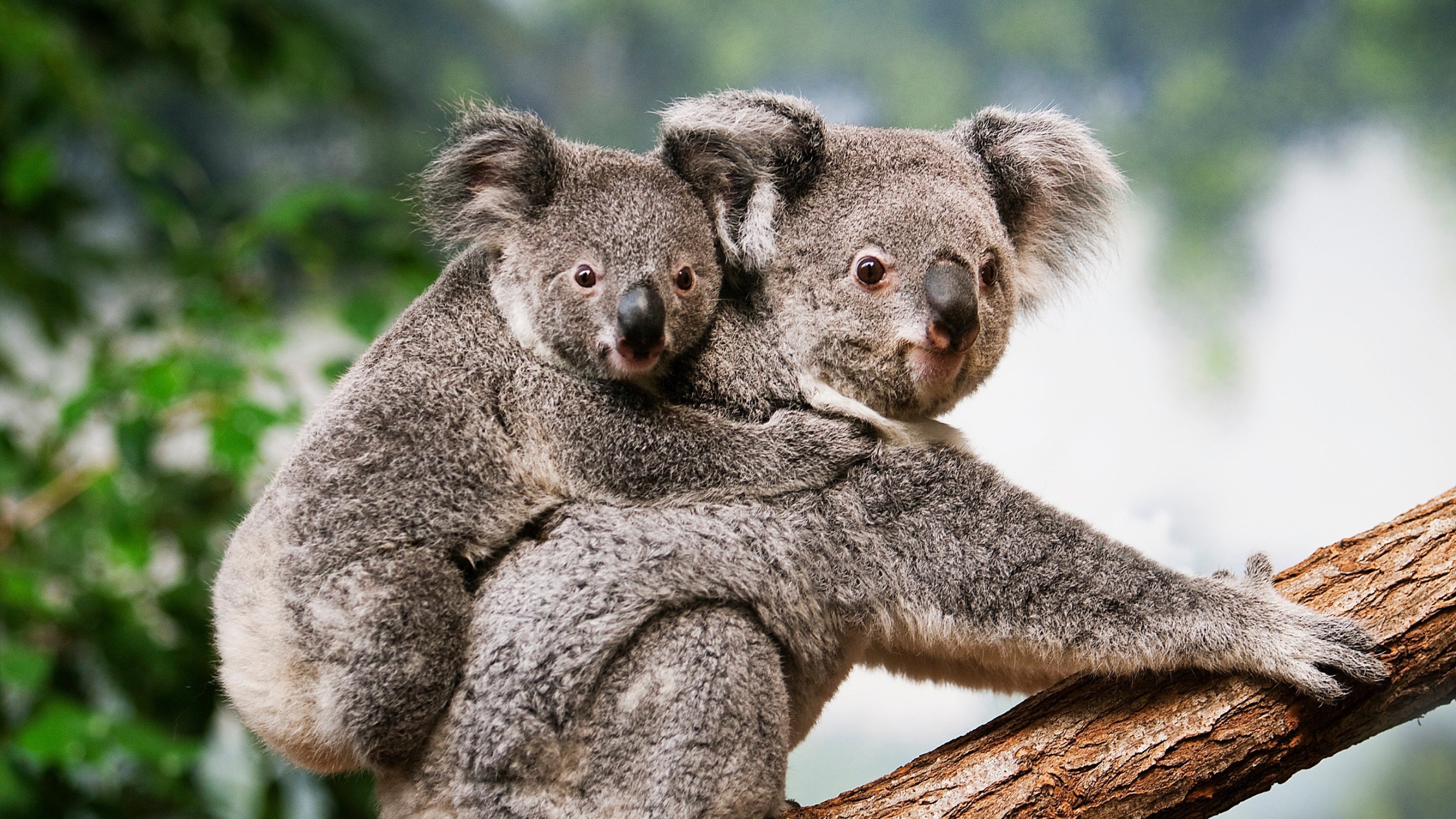 International Day for Biological Diversity – Koala Eco USA