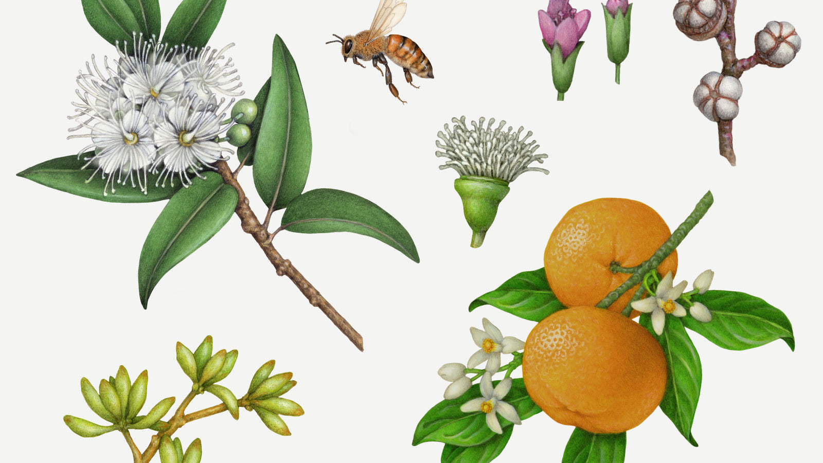 Essential Oils: The Essence of Clean and Well-being – Koala Eco USA