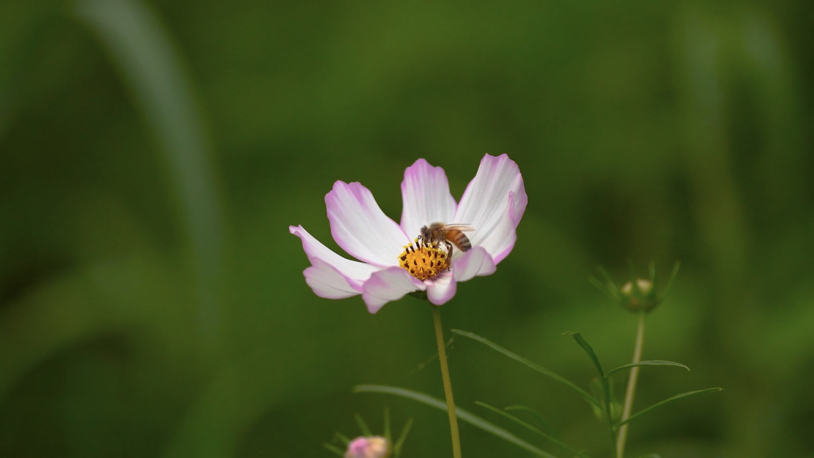 Celebrating the mighty, miraculous, vulnerable bee – Koala Eco USA