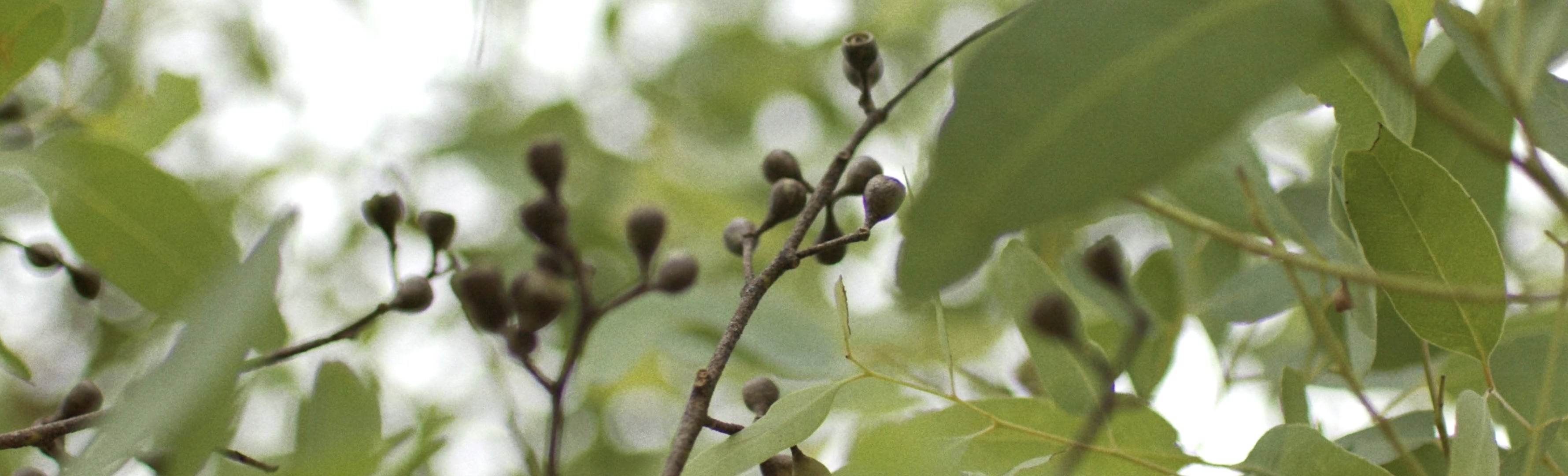 Nature’s alchemy: What goes into the making of an essential oil ...