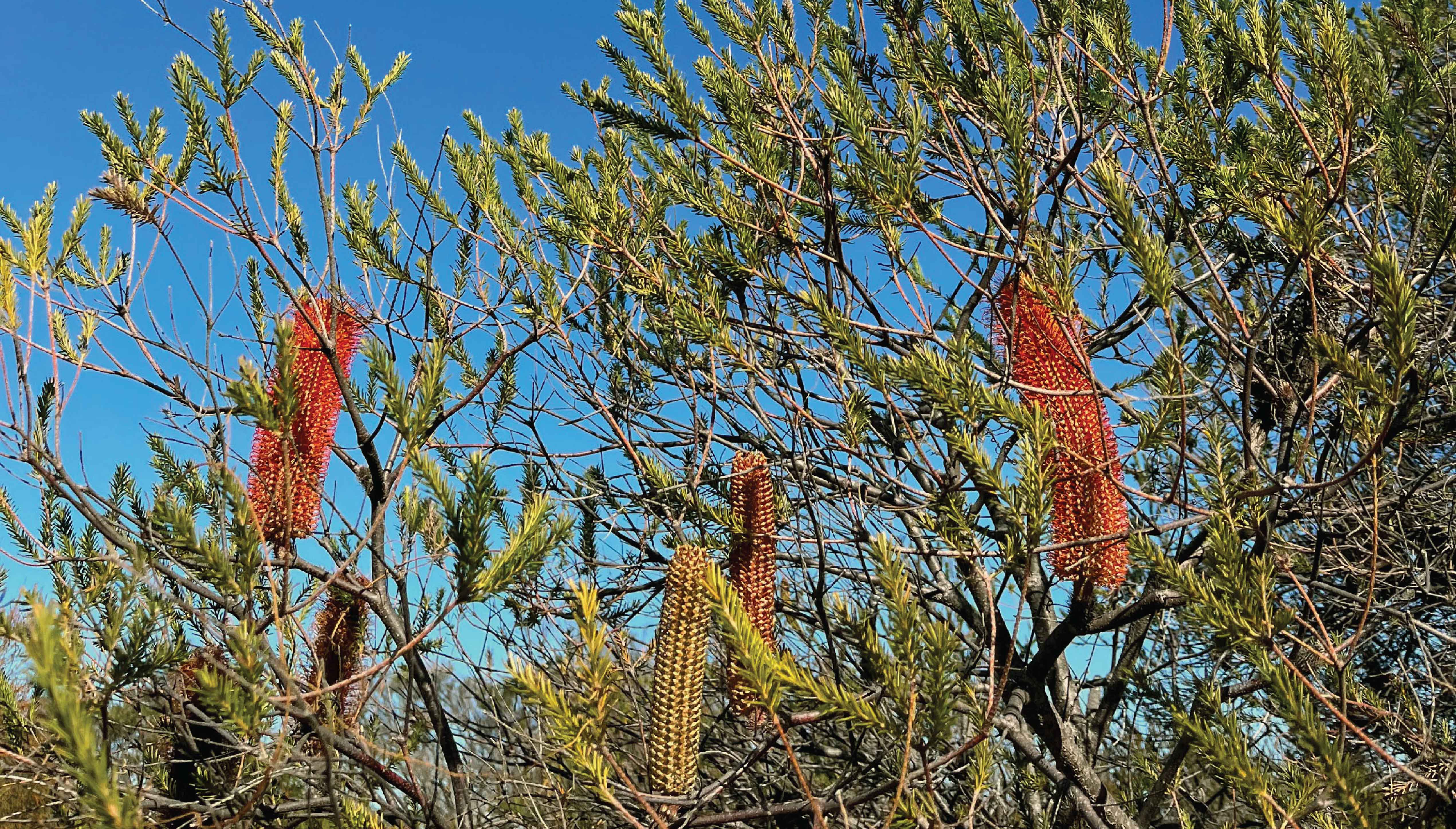 Flannel flowers and migrating whales: a cliff-top walk in Sydney’s Win ...