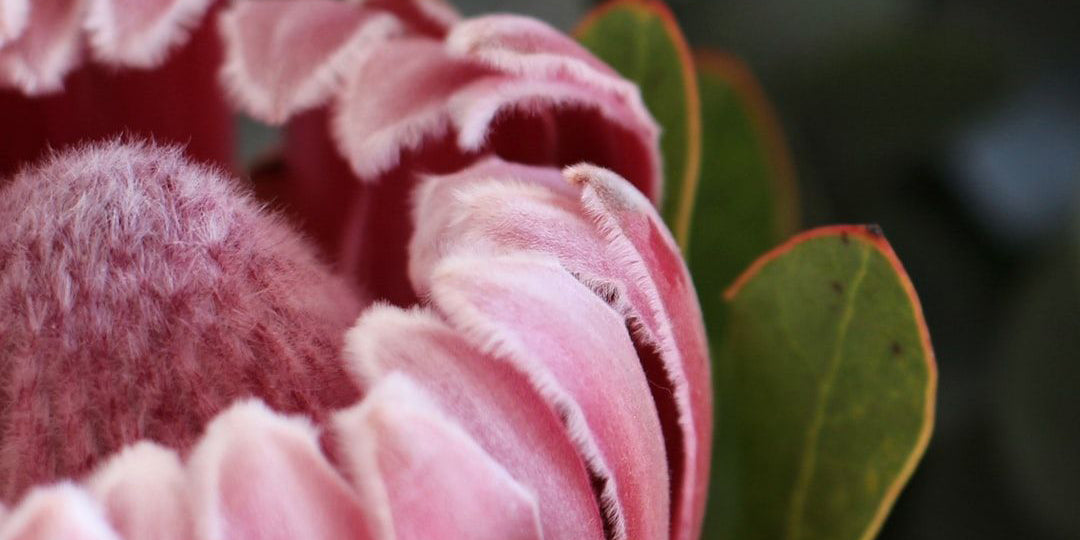 #NaturePact: The Nature Dose – Koala Eco USA