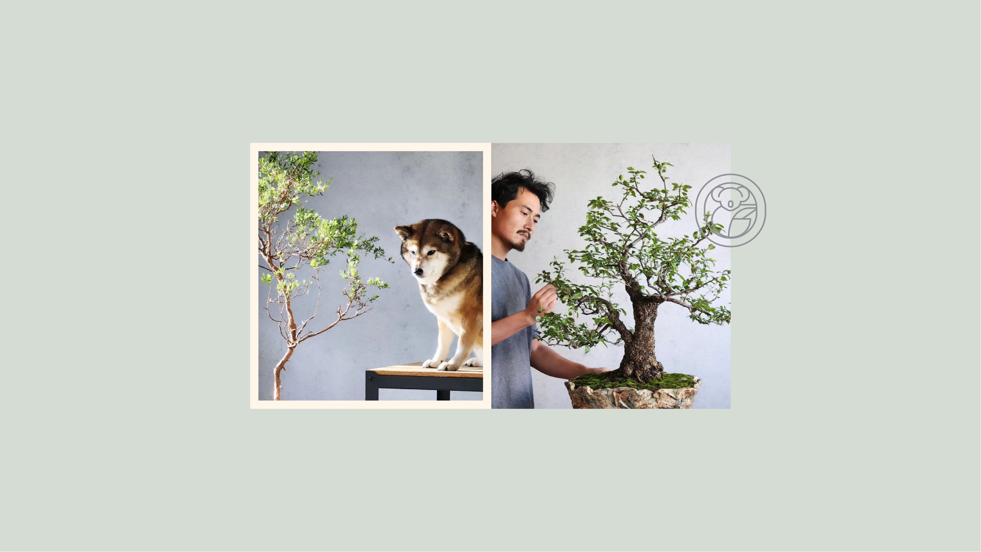 Billy Ho finds solace and rejuvenation – Koala Eco USA